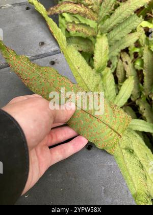 incised halberd fern (Tectaria incisa Stock Photo - Alamy