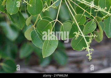 Poisonwood (Metopium toxiferum Stock Photo - Alamy