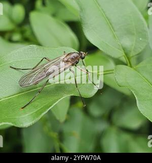 Wingless Soldier Flies (Boreoides Stock Photo - Alamy