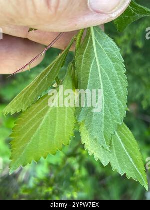 One-flowered Hawthorn (Crataegus uniflora Stock Photo - Alamy