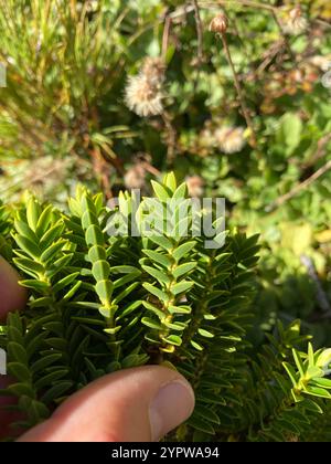 Boxleaf Hebe (Veronica odora Stock Photo - Alamy