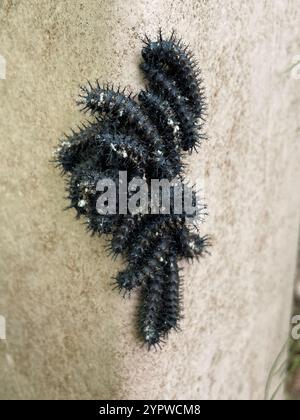 Eastern Buck Moth (Hemileuca sandra), Insecta, Canton, GA, US Stock ...