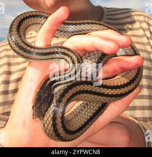 Four-striped snake (Dromicodryas quadrilineatus), portrait, on foliage ...