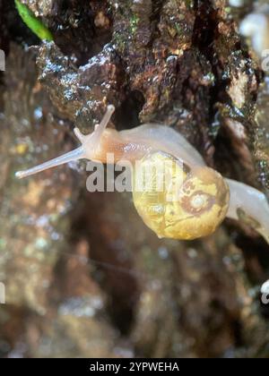 Golden Semi-slug (Mysticarion porrectus Stock Photo - Alamy