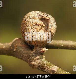 Hackberry Petiole Gall Psyllid (Pachypsylla venusta Stock Photo - Alamy