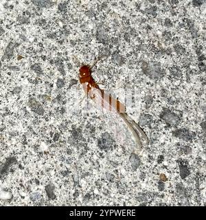 Southeastern Drywood Termite (Incisitermes snyderi Stock Photo - Alamy