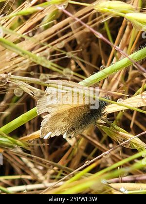 Common Ringlet (Coenonympha california Stock Photo - Alamy