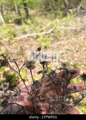 Broadleaf Ironweed (Vernonia glauca Stock Photo - Alamy