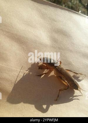 Southern Mole Cricket (Neoscapteriscus borellii Stock Photo - Alamy
