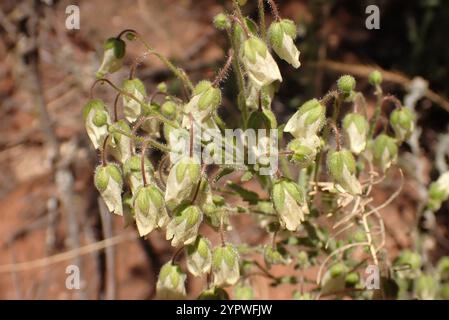 Yellow Whispering Bells (Emmenanthe penduliflora penduliflora Stock ...