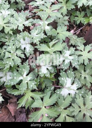 Broad-leaf Waterleaf (Hydrophyllum canadense Stock Photo - Alamy