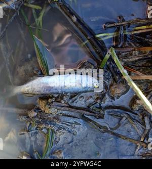 Yelloweye Mullet (Aldrichetta forsteri Stock Photo - Alamy