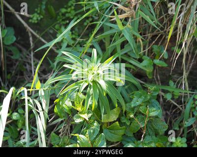 (Lilium longiflorum scabrum Stock Photo - Alamy