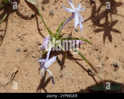 Pleated Kabong (Lapeirousia plicata plicata Stock Photo - Alamy
