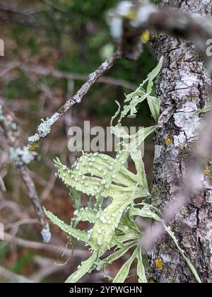 cartilage lichen (Ramalina celastri Stock Photo - Alamy
