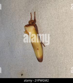 Yellow Spragueia Moth (Spragueia apicalis Stock Photo - Alamy