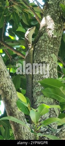 Banded Tree Monitor (Varanus scalaris) juvenille, Atherton Tableland ...