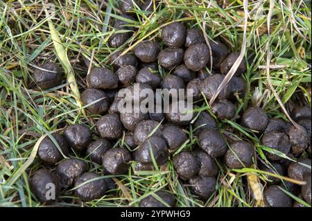 Deer scat in a forest. Roe deer droppings in the grass Stock Photo - Alamy