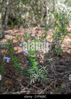 Largeflower False Rosemary (Conradina grandiflora Stock Photo - Alamy