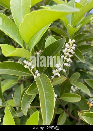 Formosan Sweetspire (Itea oldhamii Stock Photo - Alamy