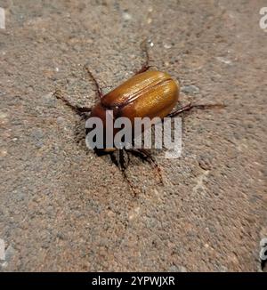 May Beetles (Phyllophaga Stock Photo - Alamy