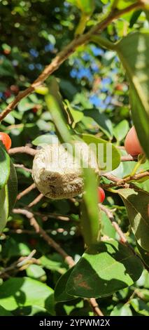 Australian Stick Mantis (Archimantis latistyla Stock Photo - Alamy