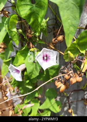 Ipomoea amnicola (redcenter morning-glory). Ipomoea amnicola prefers a ...