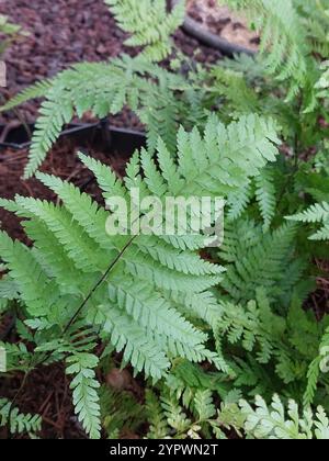 rigid lace fern (Microlepia setosa Stock Photo - Alamy