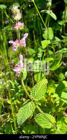 (Stachys rigida quercetorum Stock Photo - Alamy