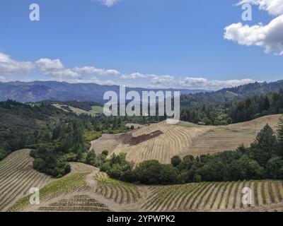 Aerial view of vineyard in Napa Valley. Napa County, in California's ...