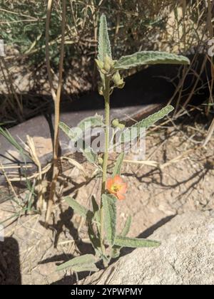 narrowleaf globemallow (Sphaeralcea angustifolia Stock Photo - Alamy