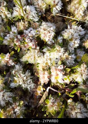 Algerian Tea (Paronychia argentea Stock Photo - Alamy
