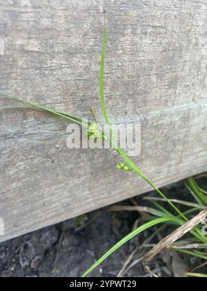 cedar sedge (Carex planostachys Stock Photo - Alamy