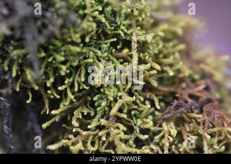 claopodium mosses (Claopodium Stock Photo - Alamy