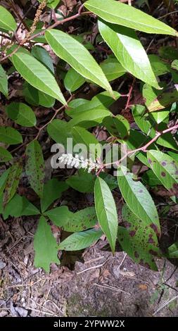 mountain doghobble (Leucothoe fontanesiana Stock Photo - Alamy