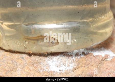 Olifants Chubbyhead Barb (Enteromius cernuus Stock Photo - Alamy