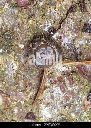 Cheese Snail (Helicodonta obvoluta Stock Photo - Alamy