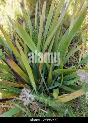 Rocket Capeblue (Aristea capitata Stock Photo - Alamy