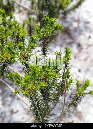 Florida rosemary (Ceratiola ericoides Stock Photo - Alamy
