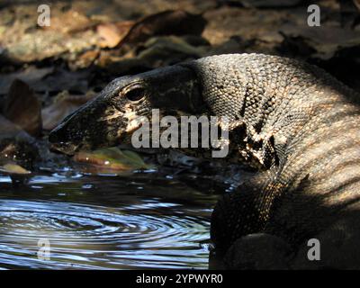 Palawan Monitor (Varanus palawanensis Stock Photo - Alamy