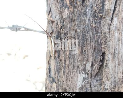 Fig Tree Borer (Neoptychodes trilineatus Stock Photo - Alamy