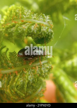 Cabbage stem flea beetle Psylliodes chrysocephala larvae in oilseed ...