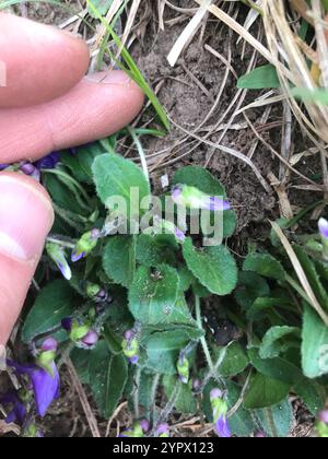 downy blue violet (Viola fimbriatula Stock Photo - Alamy