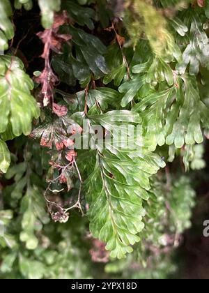 narrow filmy-fern (Hymenophyllum rarum), Plantae, Whirinaki Forest Park ...