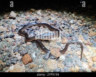 Northern Small-eyed Snake (Cryptophis pallidiceps Stock Photo - Alamy