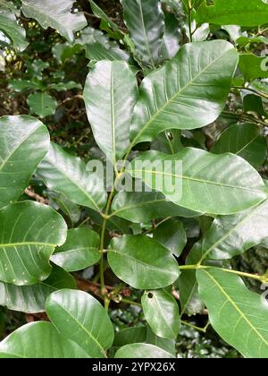 Kohekohe (Didymocheton spectabilis Stock Photo - Alamy