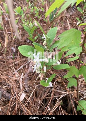 American Snowbell (Styrax americanus Stock Photo - Alamy