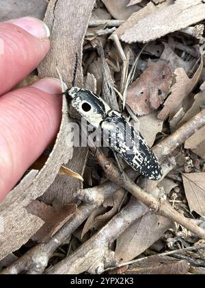 Texas Eyed Click Beetle (Alaus lusciosus) Insecta Stock Photo - Alamy