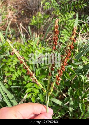 eastern gamagrass (Tripsacum dactyloides Stock Photo - Alamy