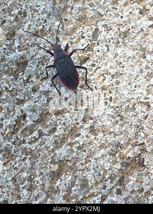 Red-shouldered Bug (Jadera haematoloma) Insecta Stock Photo - Alamy